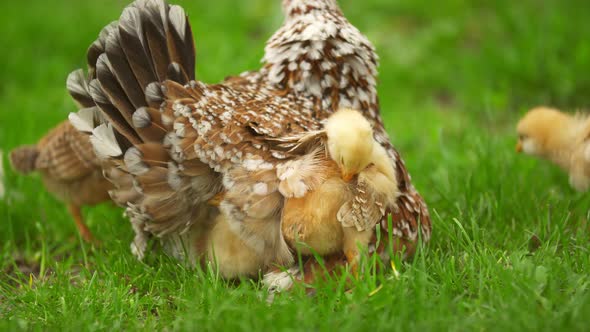 Chickens Are Hiding Under Mom Chicken, Stock Footage | VideoHive