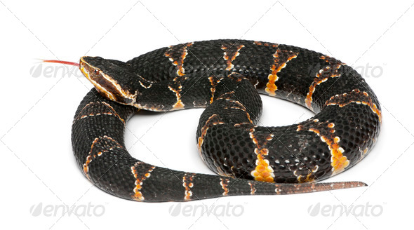 common cantil or Mexican moccasin - Agkistrodon bilineatus taylori ...