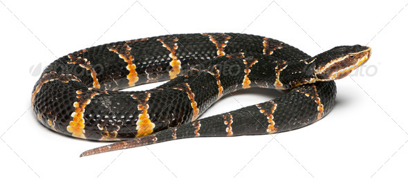 common cantil or Mexican moccasin - Agkistrodon bilineatus taylori ...