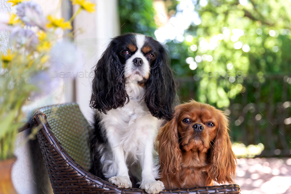 Two dogs sitting together on the chair Stock Photo by fotyma | PhotoDune