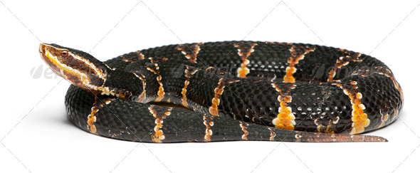 common cantil or Mexican moccasin - Agkistrodon bilineatus taylori ...