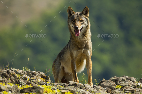 Aggressive wild gray wolf breathing heavily with tongue out of open ...