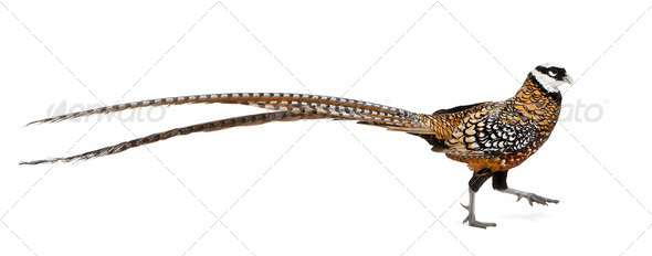 Male Reeves's Pheasant, Syrmaticus reevesii, can grow up to 210 cm long ...