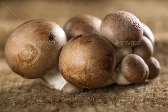 edible brown mushrooms Stock Photo by Sebastian_Studio | PhotoDune