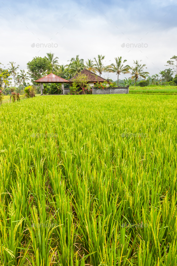 Rice Paddy in Bali Stock Photo by zambezi | PhotoDune