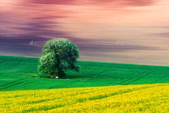 Abstract rural landscape with field and tree Stock Photo by ivankmit