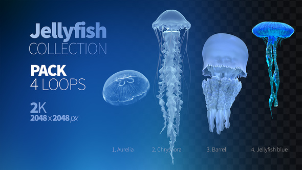 Jellyfish Collection, Motion Graphics | VideoHive