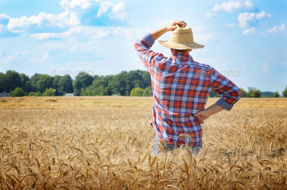 Farmer in straw hat stands at harvest ready wheat field Stock Photo by ...