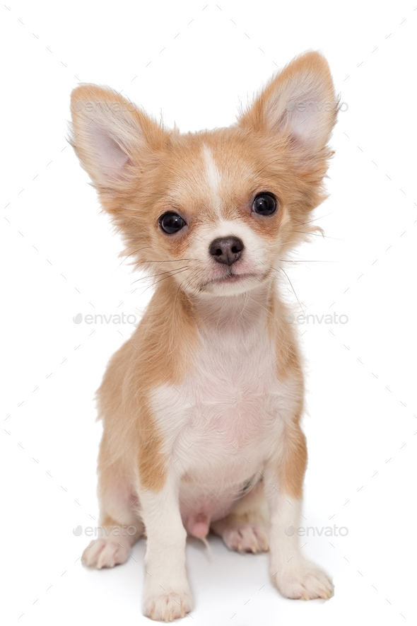 Small, beige color Chihuahua puppy Stock Photo by okssi68 | PhotoDune