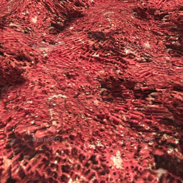 Red Coral Seamless Texture by Lucky_Fingers | 3DOcean