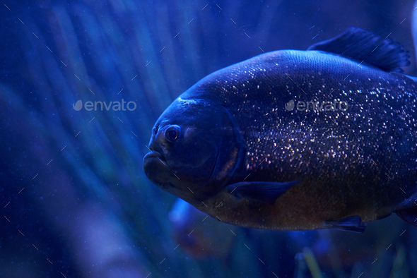 Tropical fish with reflective scales in the dark Stock Photo by rubenchase