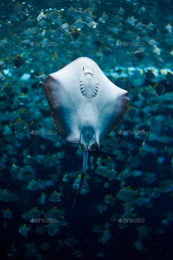 Stingray from above swimming within a school of fish Stock Photo by ...