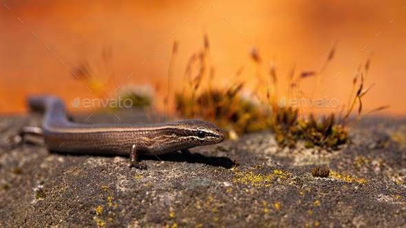 European copper skink, ablepharus kitaibelii, on a stone during ...