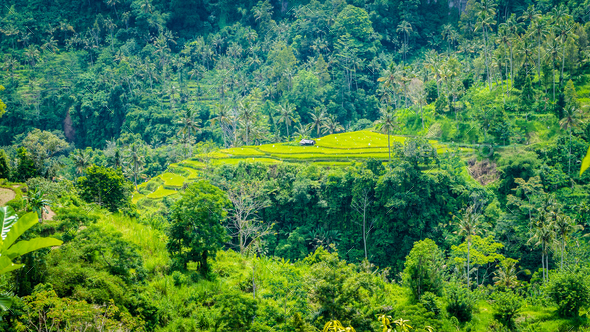 Rice tarraces and hut in the middle of the Jungle, Sidemen, Bali ...