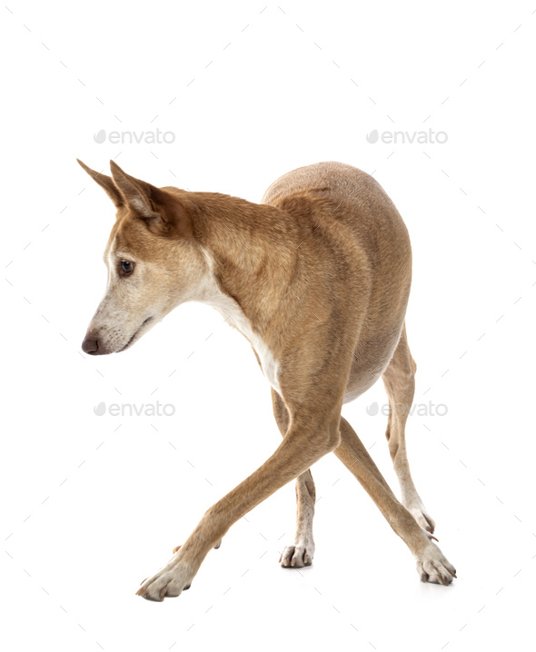 Ibizan Hound in studio Stock Photo by cynoclub | PhotoDune