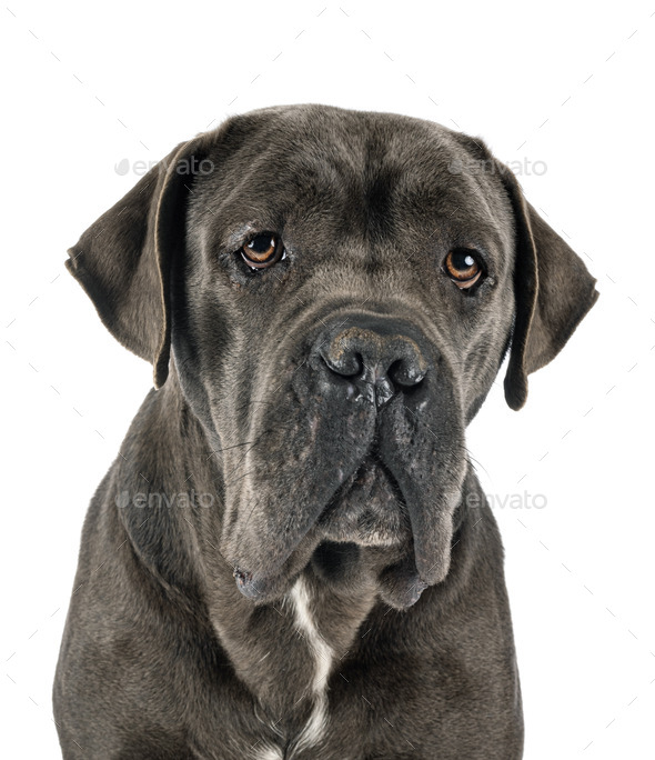 female cane corso Stock Photo by cynoclub | PhotoDune