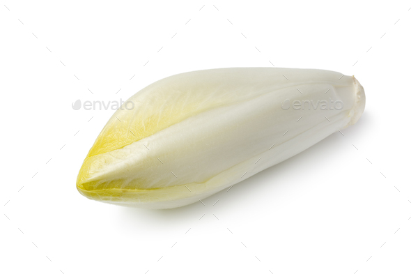 Single whole fresh raw Belgian endive Stock Photo by picturepartners
