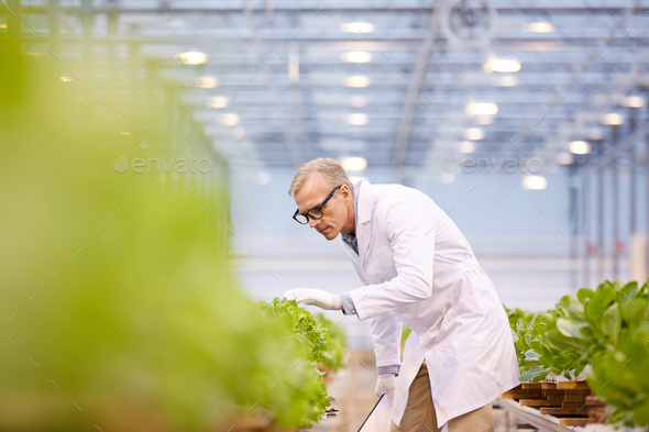 Scientist Studying Plants at Plantation Stock Photo by seventyfourimages