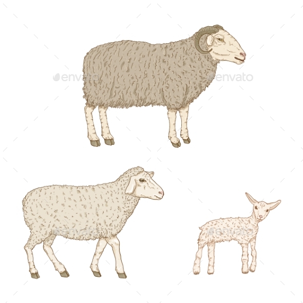 Sheep Side View Drawing