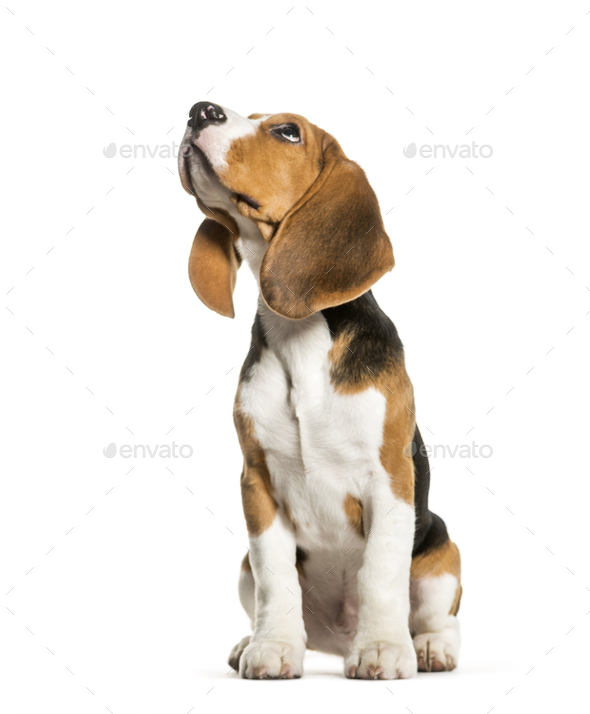 Sitting beagle looking up in front of white background Stock Photo by ...
