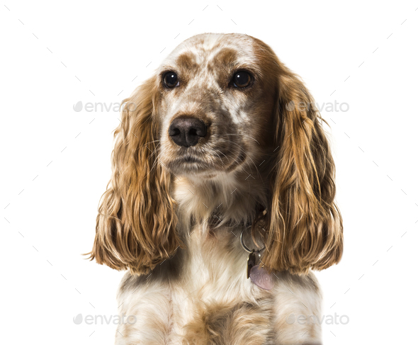 What Is A Puppy Cut For A Cocker Spaniel