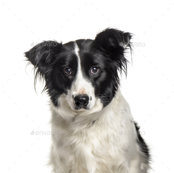 Close-up of a border Collie dog, cut out Stock Photo by Lifeonwhite