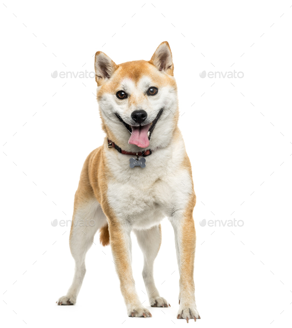 Shiba Inu dog standing and panting, cut out Stock Photo by Lifeonwhite