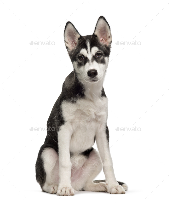 Sitting Siberian Husky puppy, Dog, cut out Stock Photo by Lifeonwhite