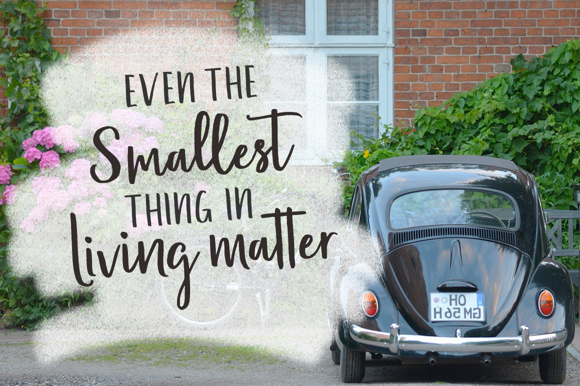 Zane Studio, Fonts | GraphicRiver