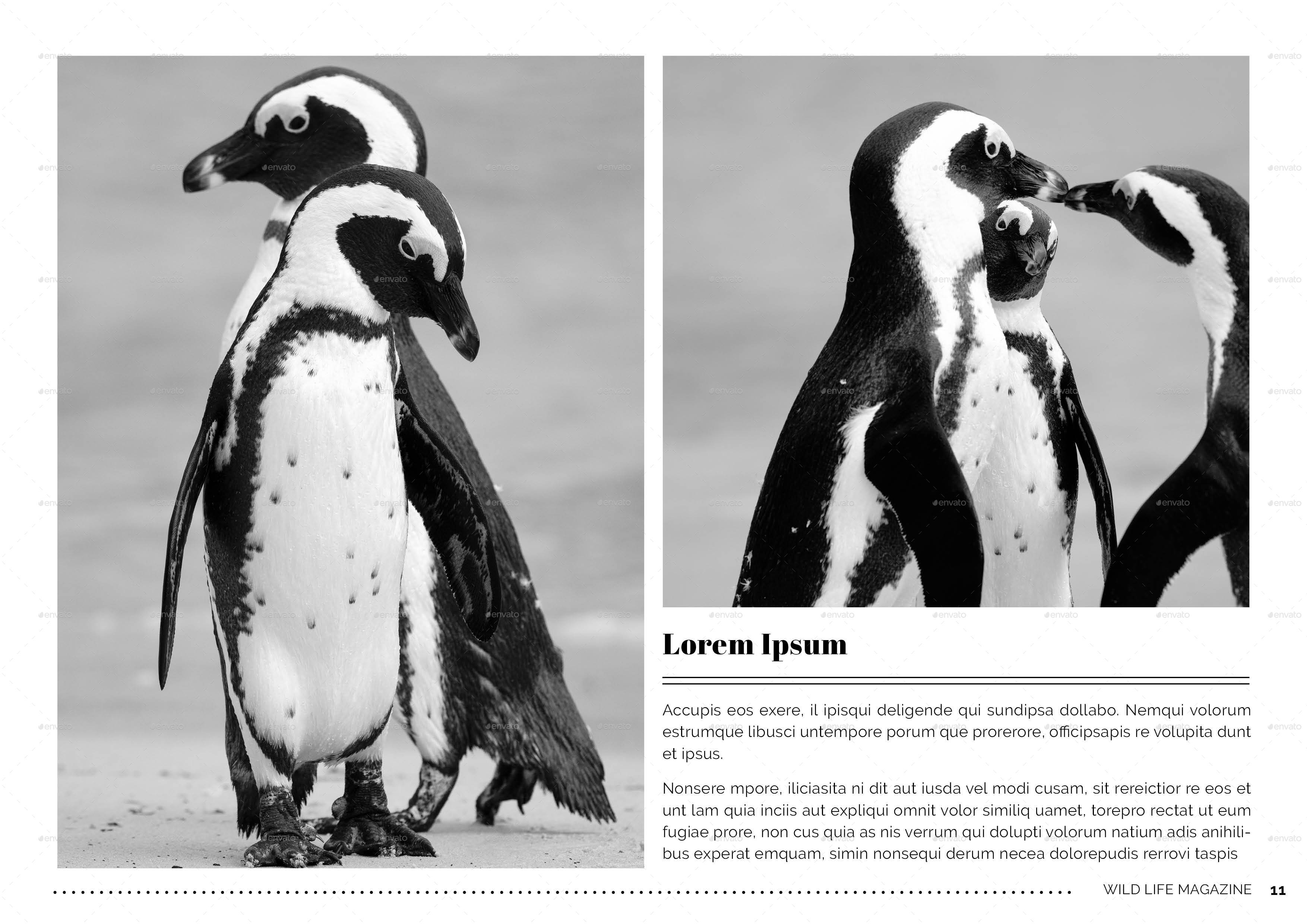 Wildlife Magazine Template, Print Templates | GraphicRiver