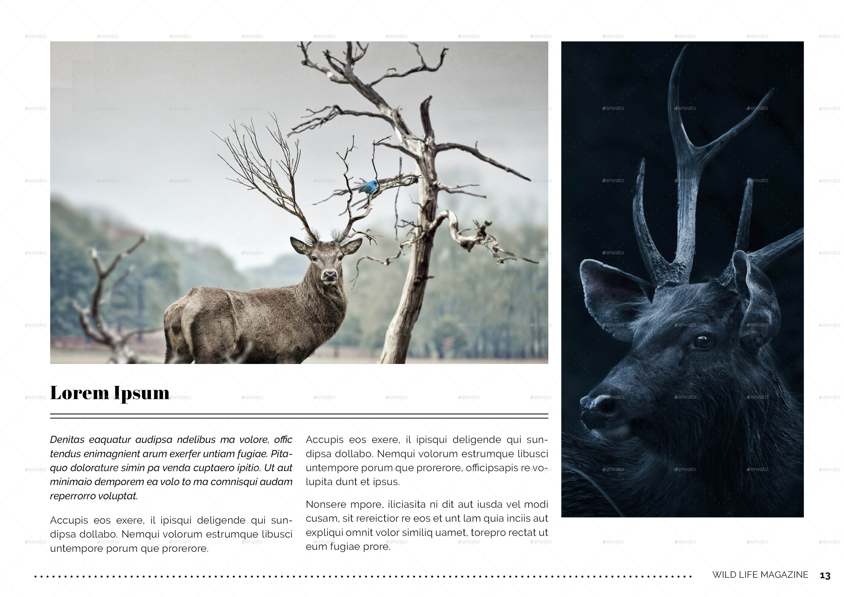 Wildlife Magazine Template, Print Templates | GraphicRiver
