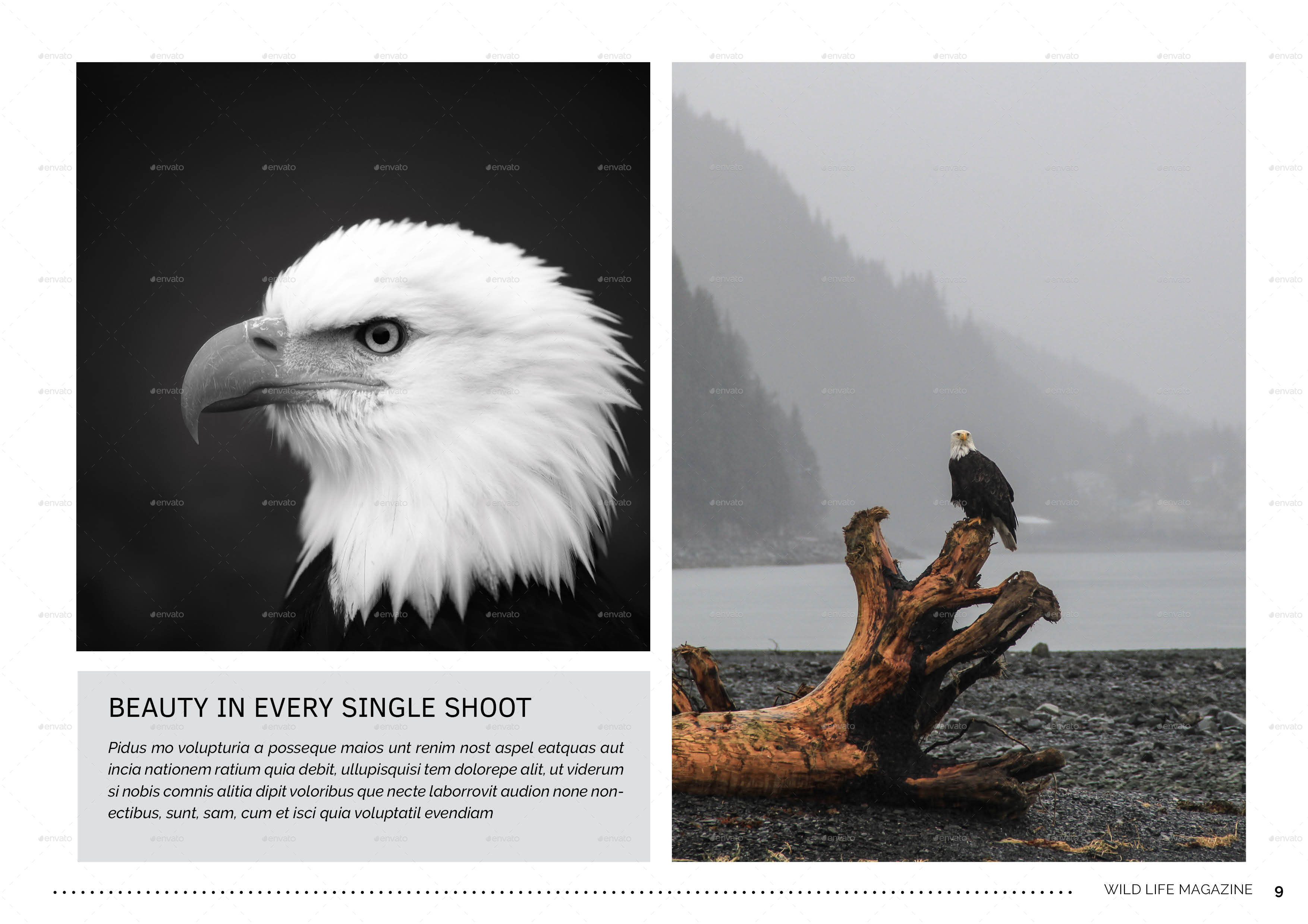 Wildlife Magazine Template, Print Templates | GraphicRiver