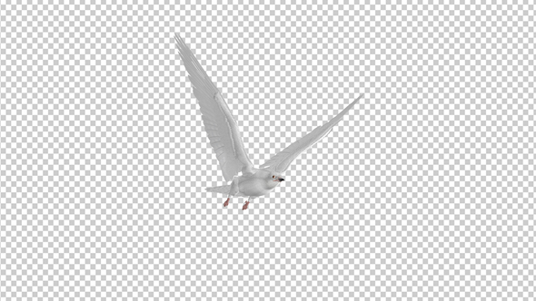 White Dove - 4K Flying Loop - Side Angle, Motion Graphics | VideoHive