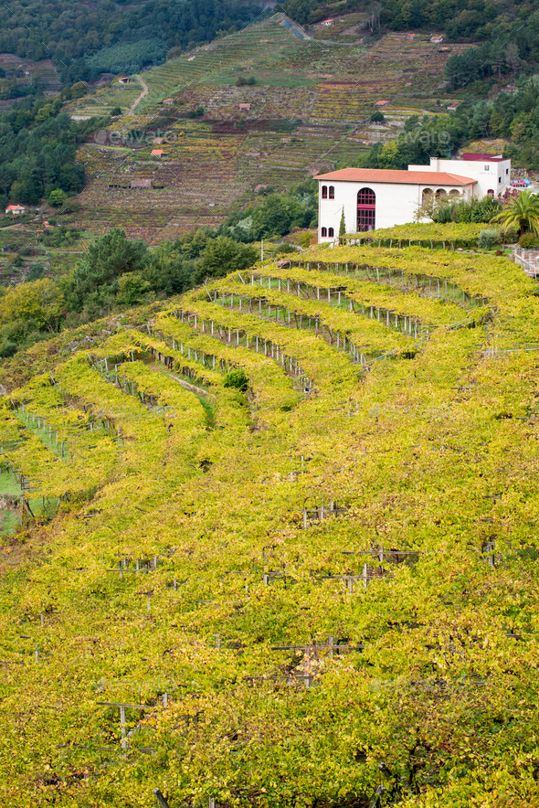 Vineyard and winery of Mencia grapes Stock Photo by luisvilanova ...