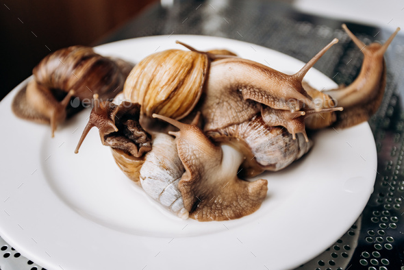 Live snails on a white plate ready to cook Stock Photo by EwaStudio