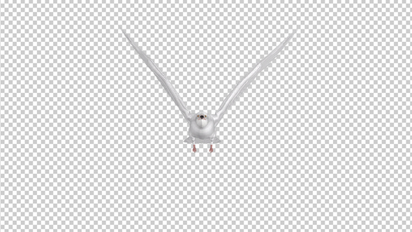 White Dove - Flying Loop - Front View, Motion Graphics | VideoHive