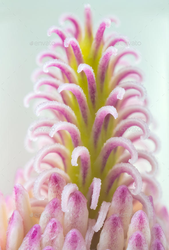 pink flower pistil closeup Stock Photo by chuyu2014 | PhotoDune