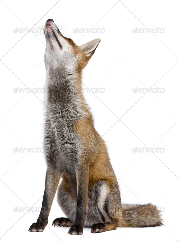 Red Fox, 1 year old, sitting looking up in front of white background ...