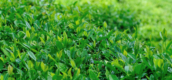Green tea tress in spring Stock Photo by lzf | PhotoDune