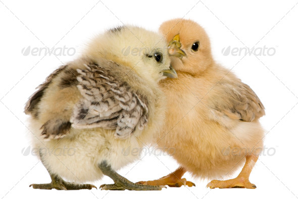 Two chicks standing in front of white background Stock Photo by Lifeonwhite