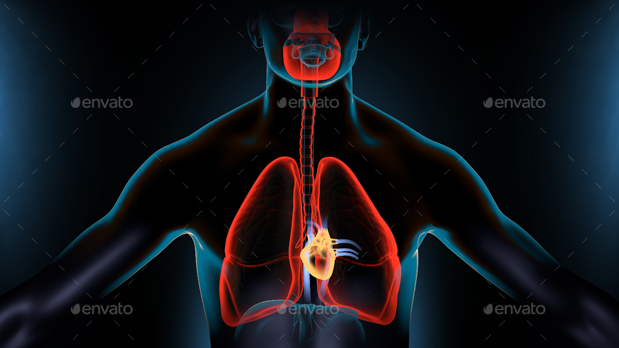 Respiratory System, Graphics | GraphicRiver