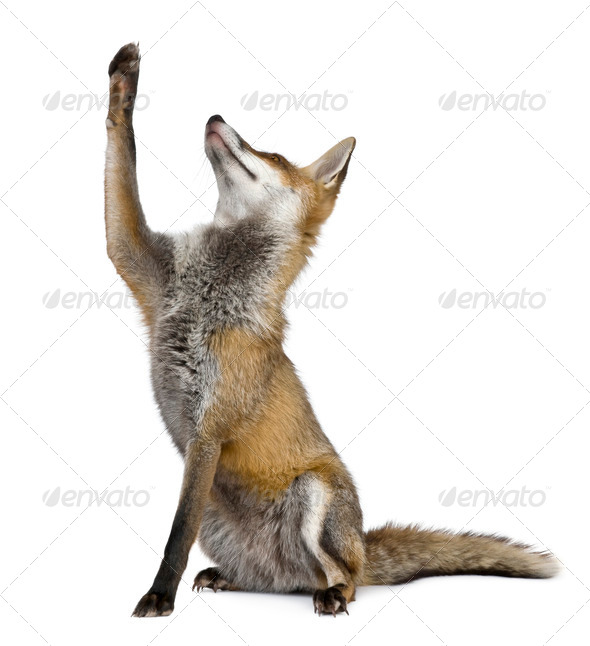Red Fox, 1 year old, sitting looking up in front of white background ...