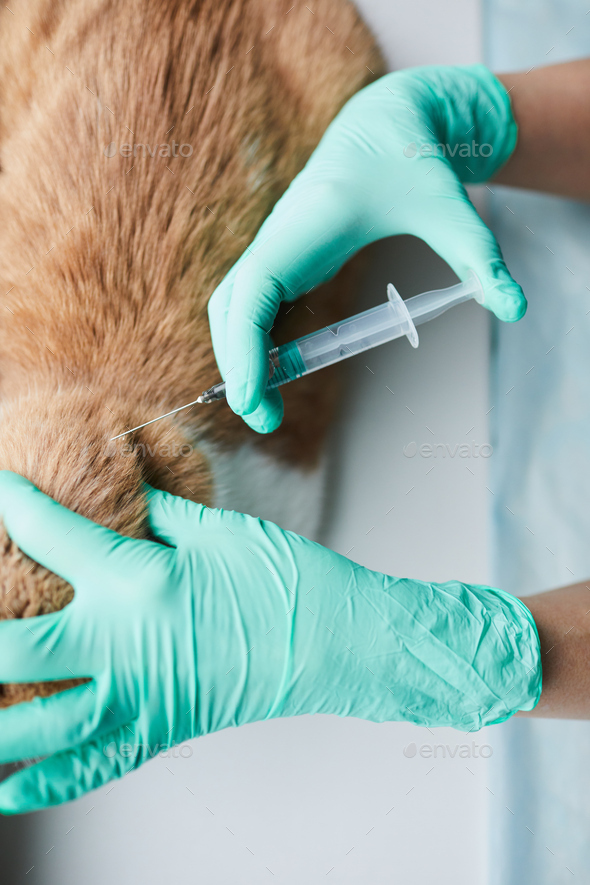 Make an injection to pet Stock Photo by AnnaStills | PhotoDune