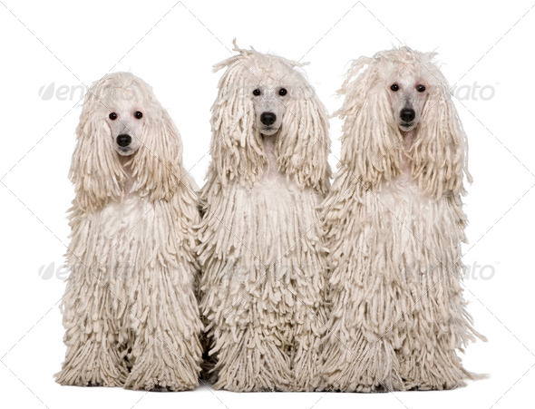 Three White Corded standard Poodles sitting in front of white ...