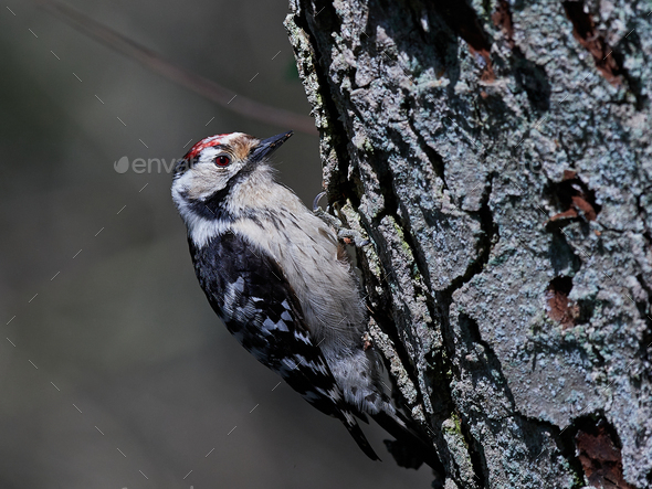 Lesser spotted woodpecker (Dryobates minor) Stock Photo by DennisJacobsen