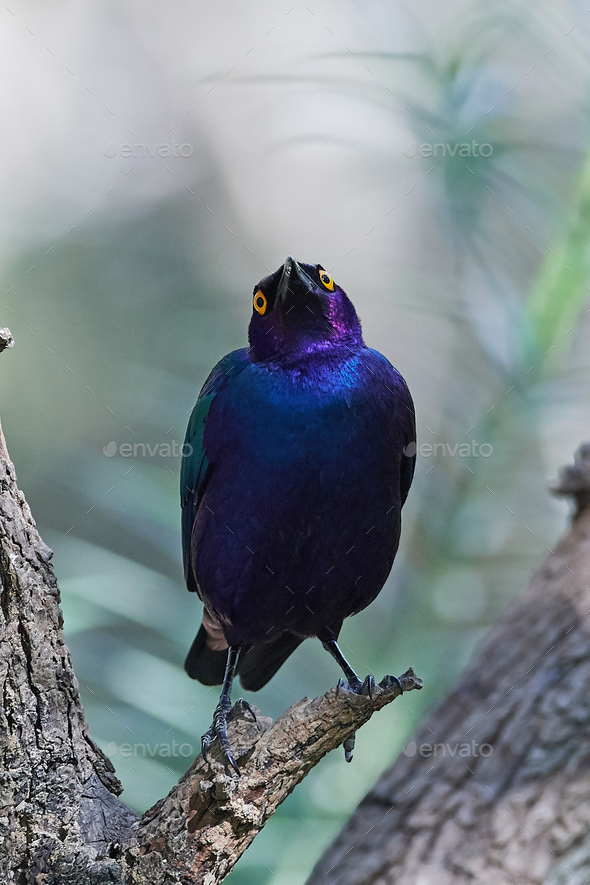 Purple glossy starling (Lamprotornis purpureus) Stock Photo by ...