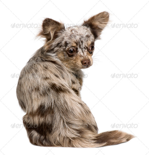 Rear view of Chihuahua puppy, 8 months old, sitting in front of white ...