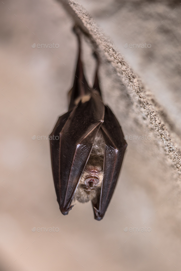 Greater horseshoe bat hanging folded Stock Photo by CreativeNature_nl