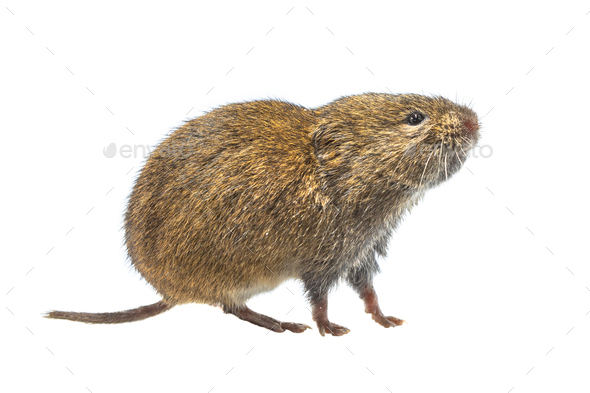 Side view Field vole on white background Stock Photo by CreativeNature_nl