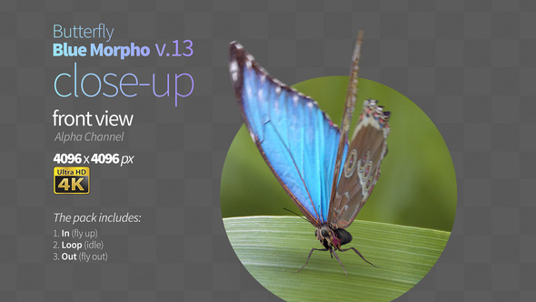 Butterfly Blue Morpho 13, Motion Graphics | VideoHive